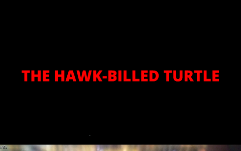 hawk billed turtle by roderto popal