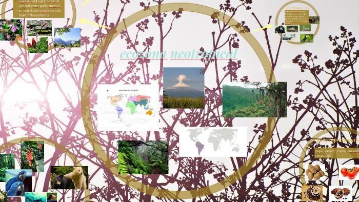 ecozona neotropical by nadiezda naranjo on Prezi