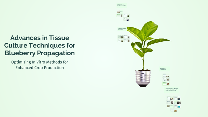 Advances in Tissue Culture Techniques for Blueberry Propagation by ...