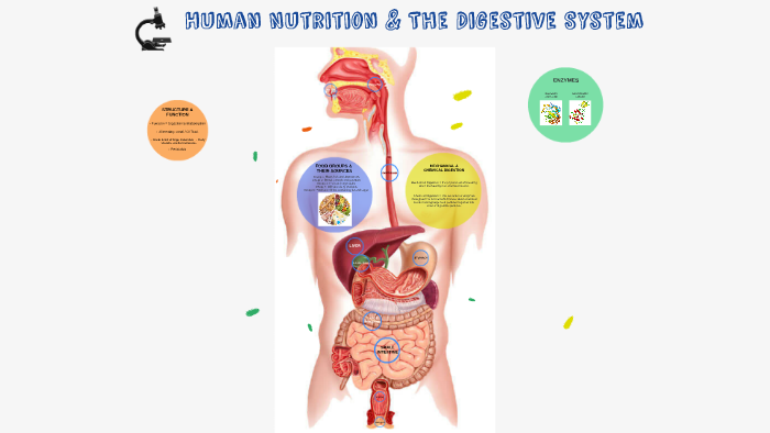 Human Nutrition & The Digestive System by Laura Brewis on Prezi