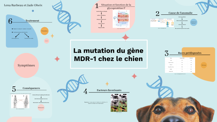 La mutation MDR-1 chez le chien by Jade Oheix on Prezi