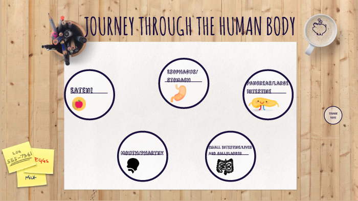 JOURNY THROUGH THE HUMAN BODY by Kitkat Zhang on Prezi