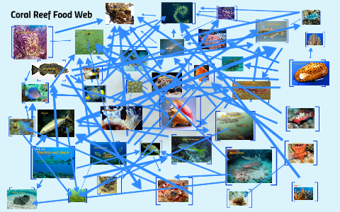 Coral Reef Food Web by Amanda DeFoe on Prezi