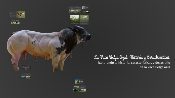 La Vaca Belga Azul: Historia y Características by Evangelina Verdugo on ...