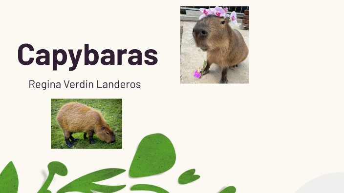 capybara by Regina Verdin Landeros on Prezi