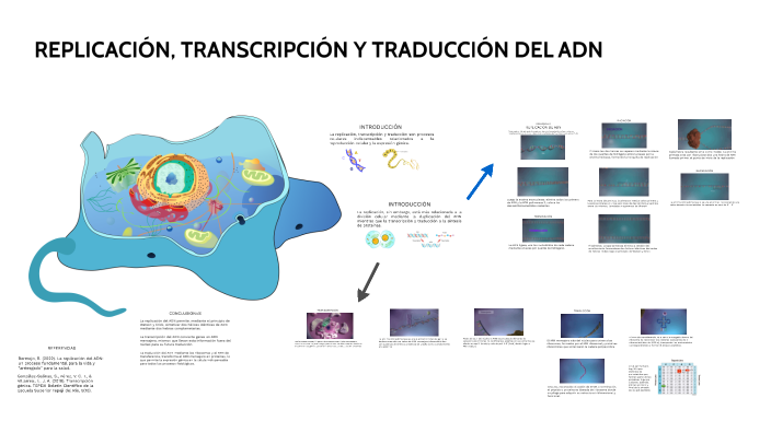Replicación, transcripción y traducción by Johanna Lema on Prezi