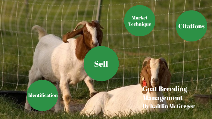 Goat Breeding Management by Kaitlin McGreger on Prezi