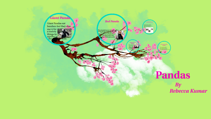 Different Types Of Pandas by Rebecca Kumar on Prezi