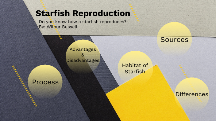Starfish reproduction by Wilbur Bussell on Prezi