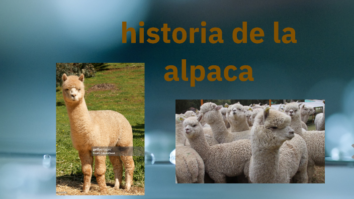 historia de la alpaca by wilson mamani gallegos on Prezi