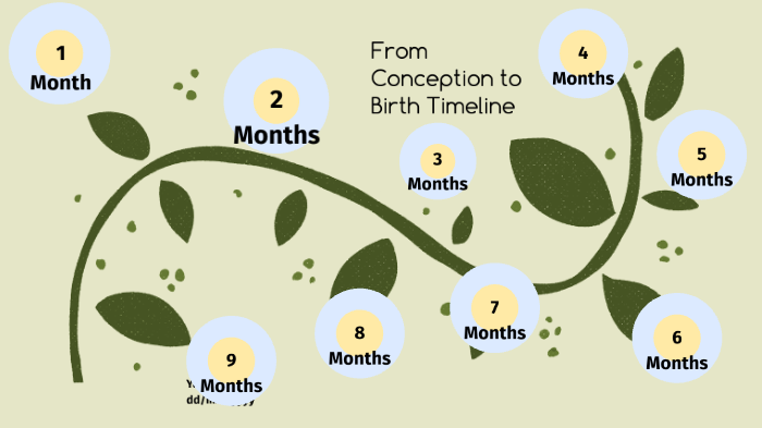 From Conception to Birth Timeline by Luisa Mendoza on Prezi