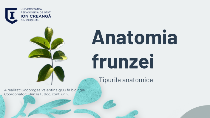 Anatomia frunzei. Tipul lor by valentina g on Prezi