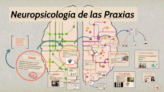 Neuropsicología de las praxias by Valentina Benítez G on Prezi