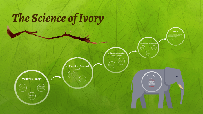 The Science of Ivory by Meiqi Liang on Prezi