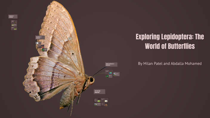 Exploring Lepidoptera: The World of Butterflies by Milan Patel on Prezi