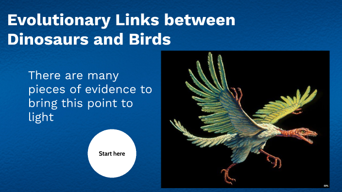 Evolutionary Links between Dinosaurs and Birds by Robert Shoemaker on Prezi