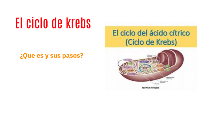 presentacion ciclo de krebs by Samuel Esteban Romo Ponce on Prezi