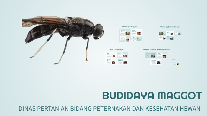 BUDIDAYA MAGGOT SEBAGAI PAKAN TERNAK by Ade Alfian on Prezi