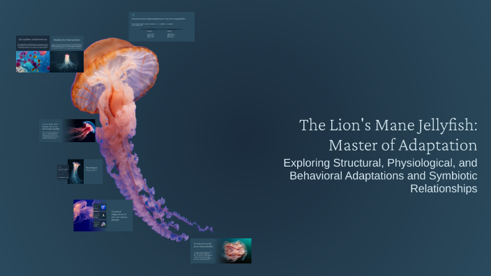 The Lion's Mane Jellyfish: Master of Adaptation by Venuja J V ...
