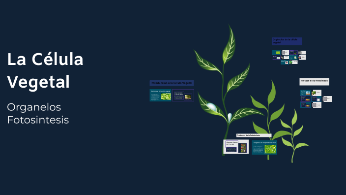La Célula Vegetal by Brayan Gilberto Cuc Chiroy on Prezi