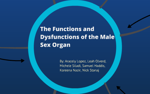 The Functions and Dysfunctions of the Male Sexual Organ by Aracely ...