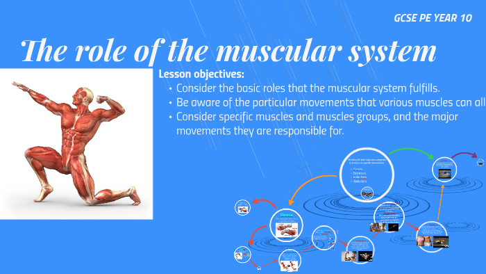The role of the muscular system by Piotr Malecki on Prezi