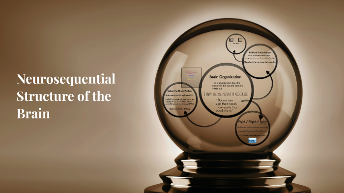 Neurosequential Structure of the Brain by MacKenzie Olson on Prezi