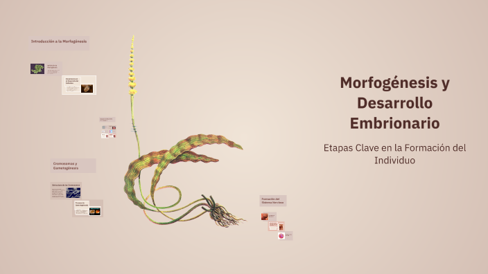 Morfogénesis y Desarrollo Embrionario by Olga Cristina Cano Lucas on Prezi