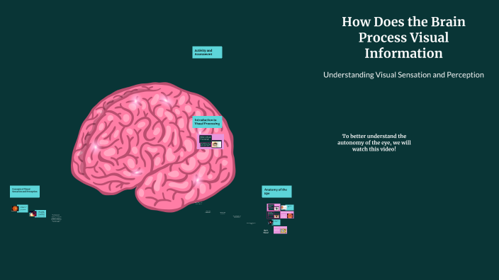 How Does the Brain Process Visual Information by Geneva Dalton on Prezi