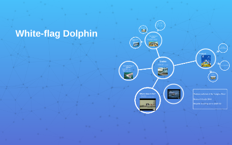 White-flag Dolphin by xie haonan on Prezi