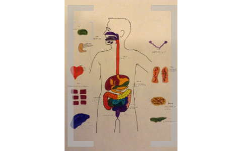 Burrito through digestive system by Ella Howard on Prezi