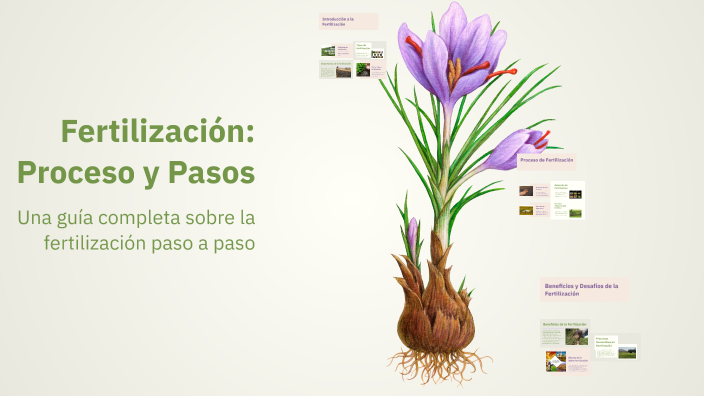 Fertilización: Proceso y Pasos by Sebastian Sebastian on Prezi