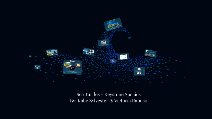 Sea Turtles - Keystone Species by kalie sylvester