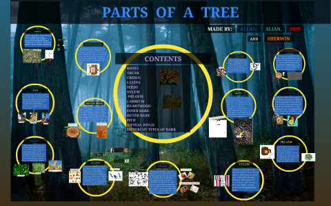 PARTS OF A TREE by Allan Cornejo Asuela Jr. on Prezi