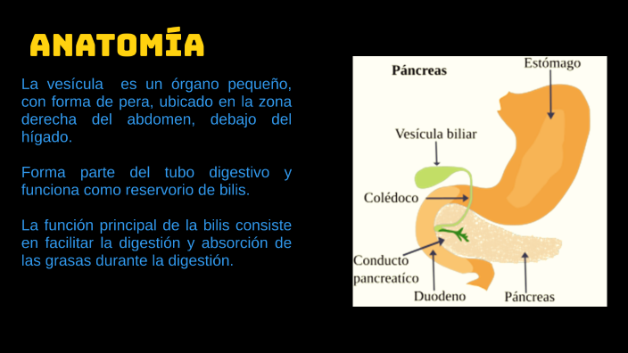cole_zaida by ALEJANDRA RAZURA on Prezi