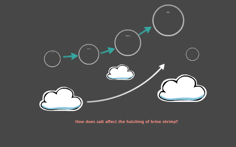 How does salt affect the hatching of brine shrimp by lol lolo on Prezi