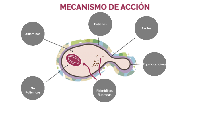 Antifungicos By Marcos Romero On Prezi