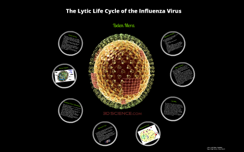 The Life Cycle of Influenza Virus by Belen Mora on Prezi