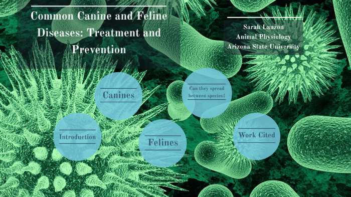 Common Canine and Feline Diseases: Treatment and Prevention by sarah lauzon
