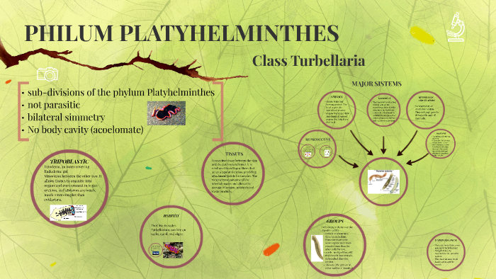 Phylum Platyhelminthes Diagram