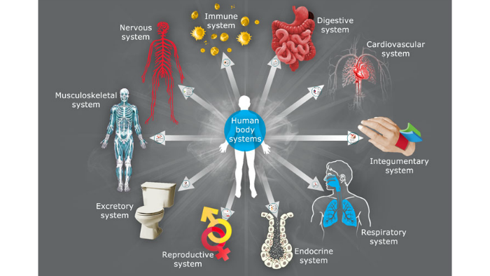 Body Systems Review by Allison Davis on Prezi