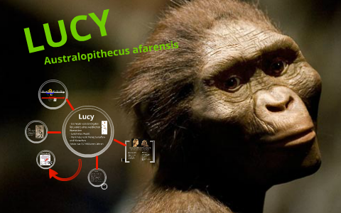 LUCY- Australopithecus Afarensis by Franziska Klein on Prezi