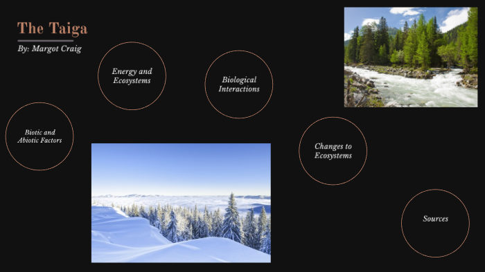 The Taiga Ecosystem Project by Margot Craig on Prezi