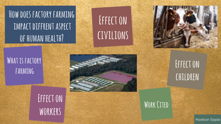 GIP- Factory Farming by Madison Sipple on Prezi