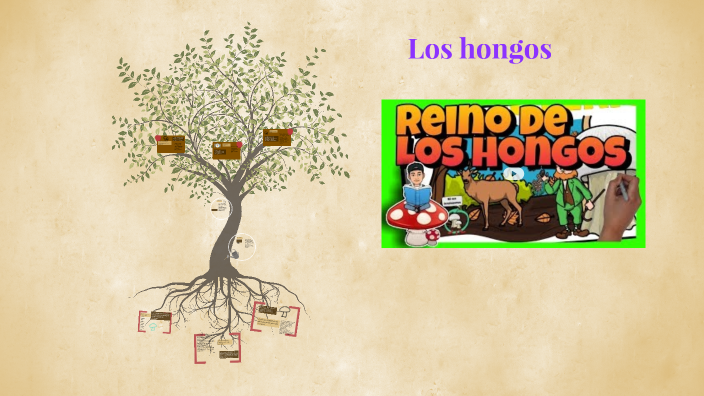 Los hongos by Elizabeth Mrlen Boza Leyva on Prezi