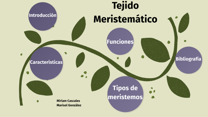Tejido meristemático by marisol on Prezi