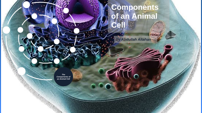 Components of an Animal Cell by Abdullah Altahan on Prezi