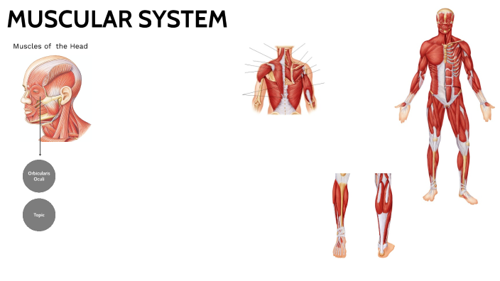 Muscular System by Cassidy McNally on Prezi