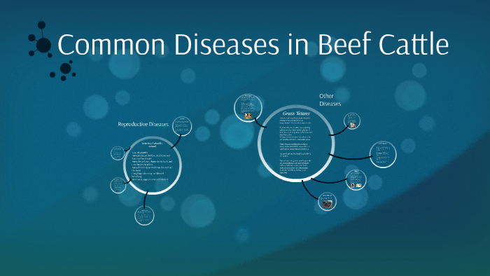 Common Diseases in Beef Cattle by Blaize Wynn on Prezi