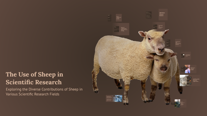 The Use of Sheep in Scientific Research by Martina Redmond on Prezi